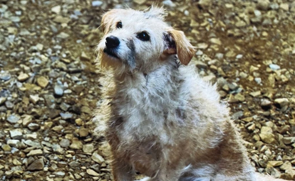 La historia de Bobby, el perro de House of the Dragon